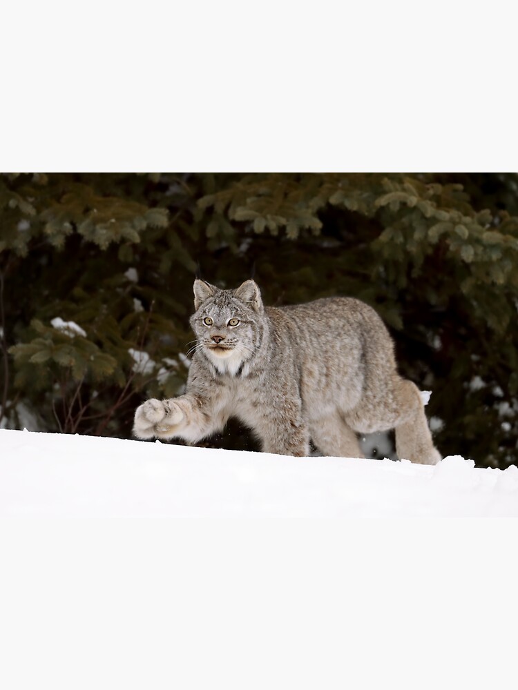 "Canada Lynx Running" Sticker for Sale by mlorenz | Redbubble