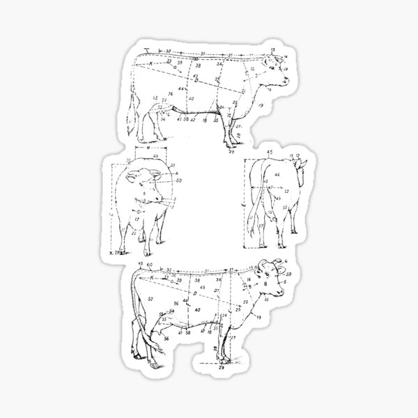 "Cute Cow - Cattle Judging" Sticker for Sale by RainyDayTees | Redbubble