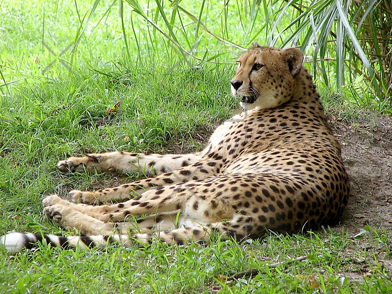 «Lazy Cheetah» de cybercat | Redbubble