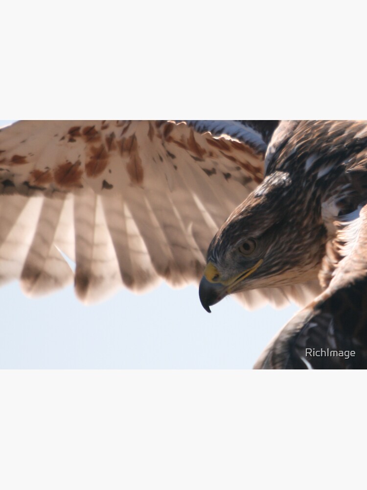 "Hawk" Sticker by RichImage | Redbubble