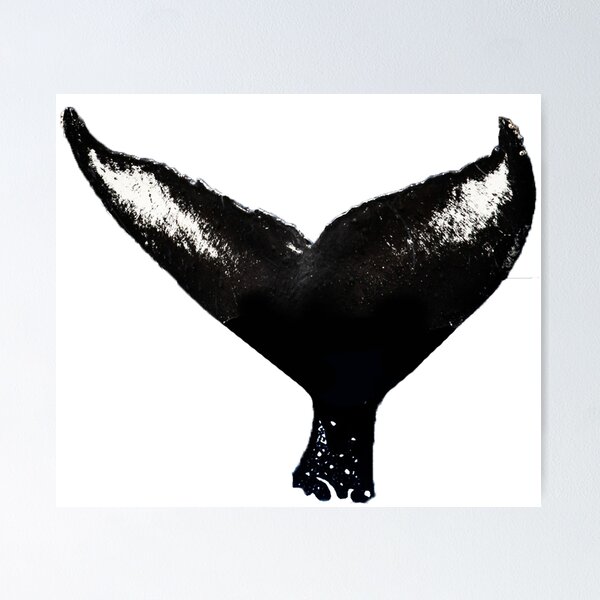 "Cornucopia Fluke" Poster for Sale by JuneauWhales | Redbubble