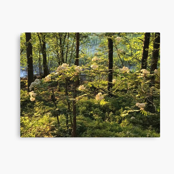 Rowan Tree Wall Art | Redbubble
