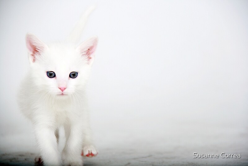"Little Itty Bitty Kitty....." by Susanne Correa | Redbubble