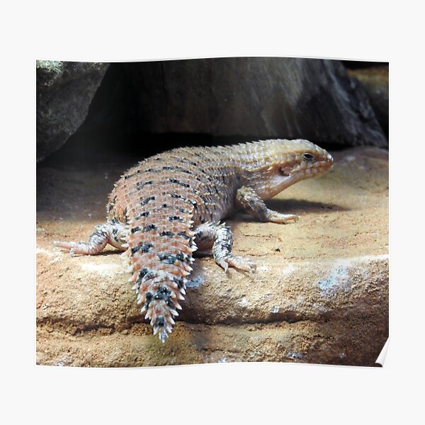 "Eastern Pilbara Spiny-tail Skink" Poster by kirstybush | Redbubble