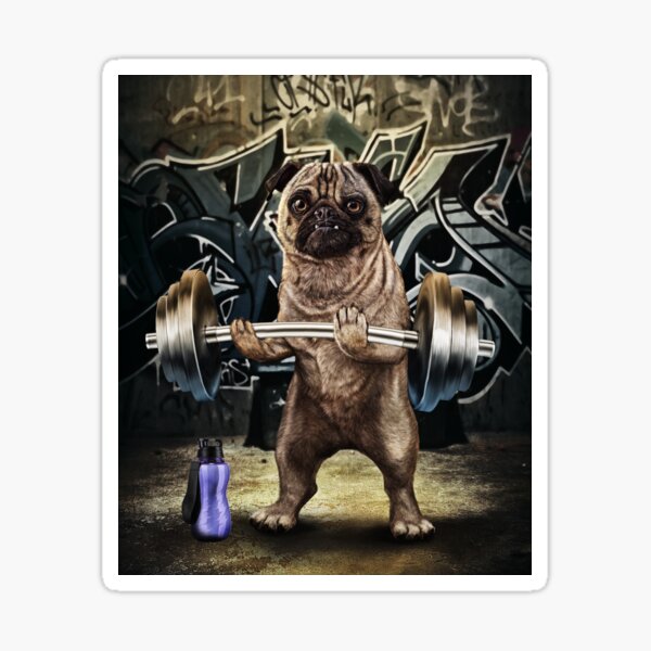 "Pug Impersonate Mr Olympia Bodybuilder, Weightlifter Dog" Sticker for ...