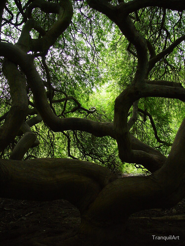 "Curvy Japanese Maple Tree" by TranquilArt | Redbubble