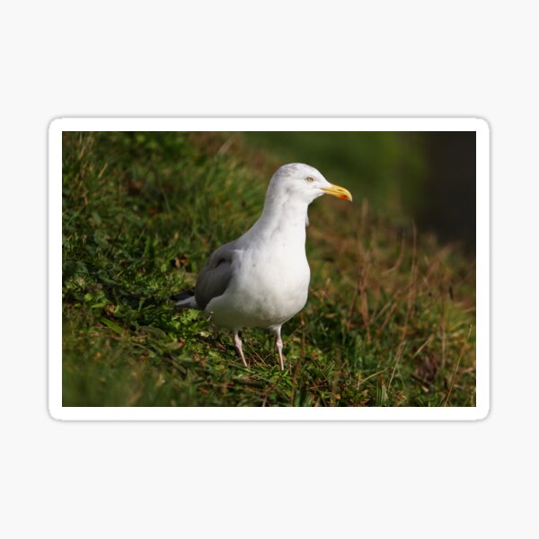 "Herring Gull" Sticker for Sale by GreyFeatherPhot | Redbubble