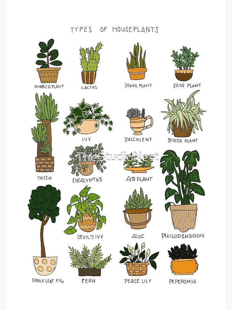 Various Types Of House Plants Dracaena Varieties For Every Space In