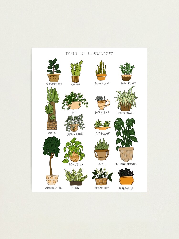 "Types of Houseplants" Photographic Print for Sale by TheStudioNest ...