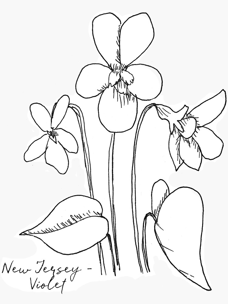 "Violet New Jersey State Flower Illustration" Sticker for Sale by ...