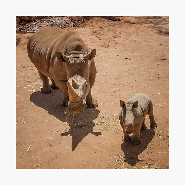 "White Rino with Baby Rino" Photographic Print by DPalmer | Redbubble