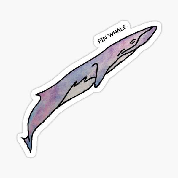 "Beautiful Fin Whale Art" Sticker for Sale by catchyoulatte | Redbubble