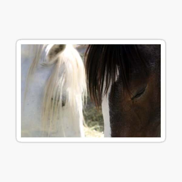 "Equine eyes...." Sticker for Sale by RichImage | Redbubble