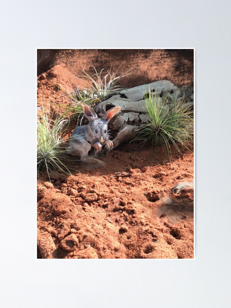 "Bilby" Poster by Lyn16 | Redbubble