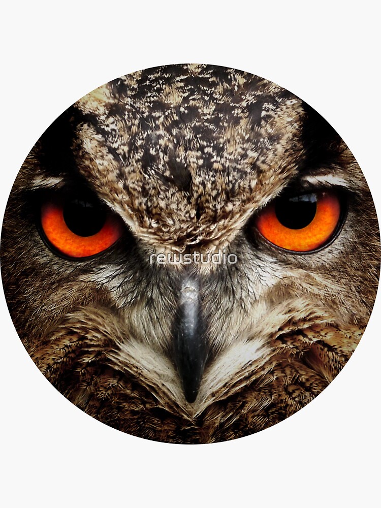 "Owl Eyes" Sticker for Sale by rewstudio | Redbubble