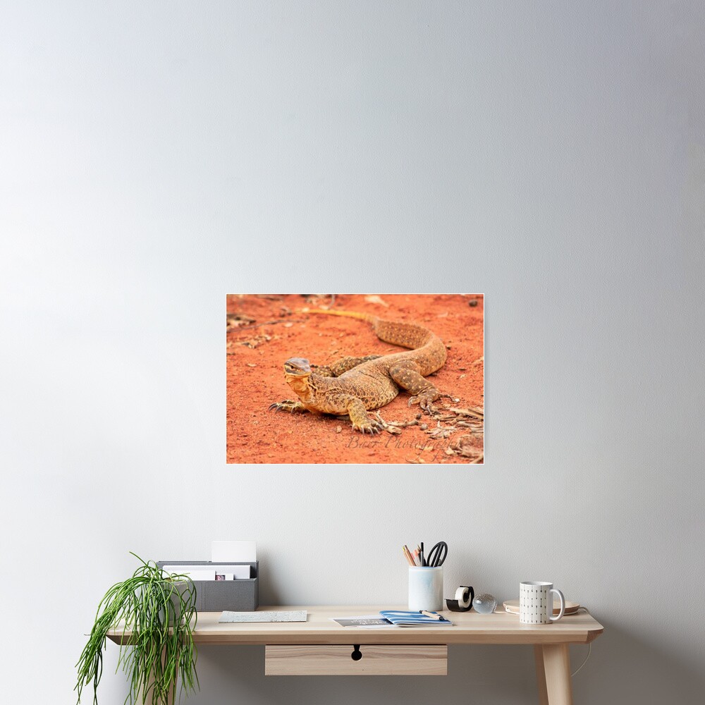 "Bungarra " Poster by BaerPhotography | Redbubble
