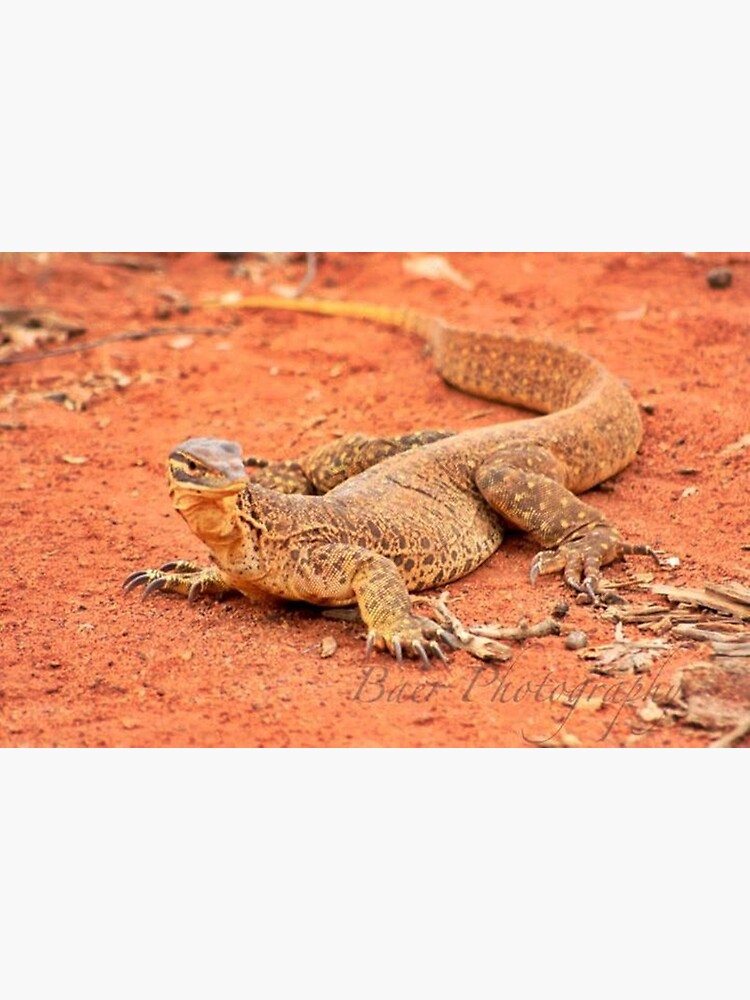 "Bungarra " Poster by BaerPhotography | Redbubble