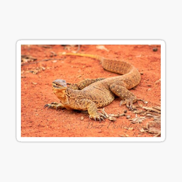 Bungarra Gifts & Merchandise for Sale | Redbubble