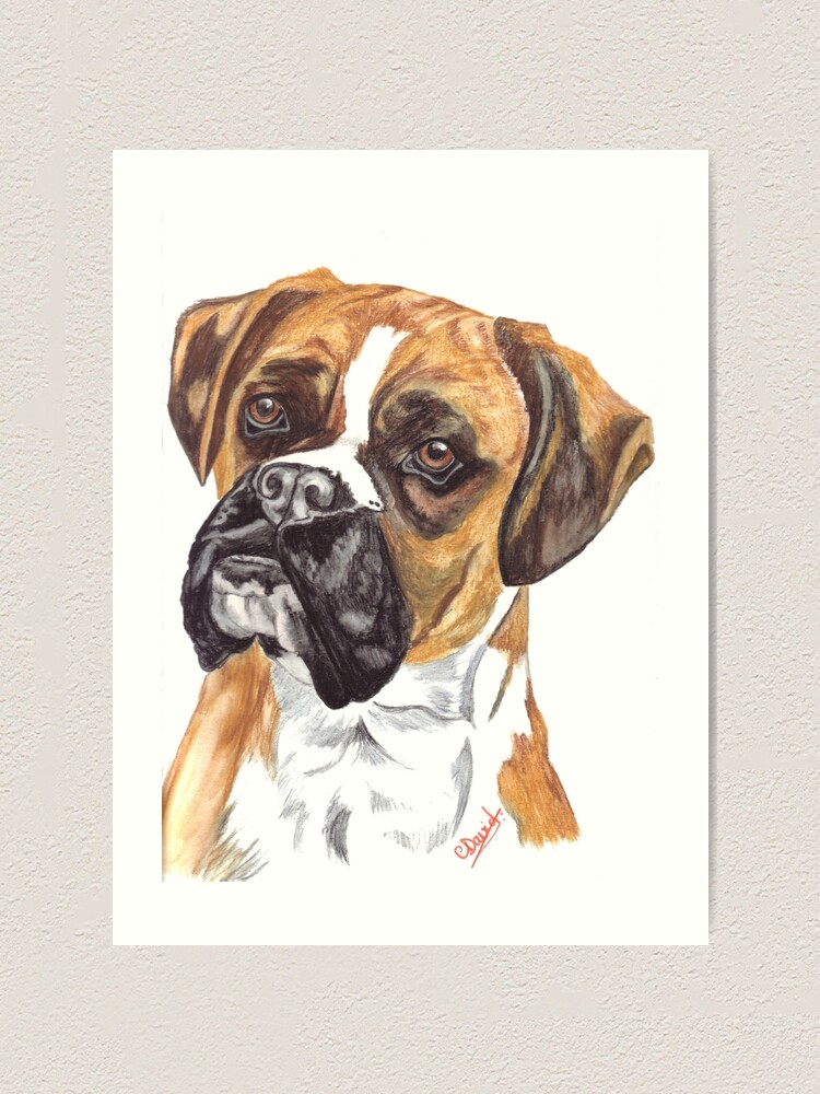 "Boxer Dog Drawing water colour" Art Print by collydavid | Redbubble