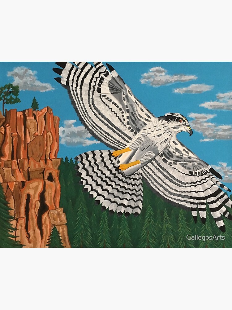"Northern Goshawk soaring over Battleship Rock" Art Print by ...