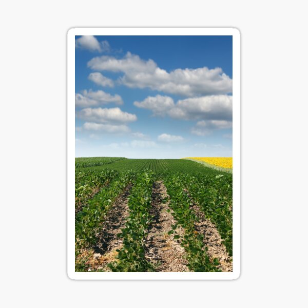 "soybean field agriculture summer seasom" Sticker by goceris | Redbubble