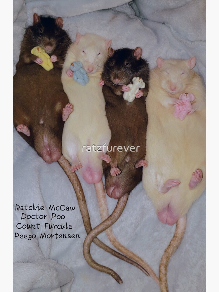 "Rats & Teddy Bears " Sticker for Sale by ratzfurever | Redbubble