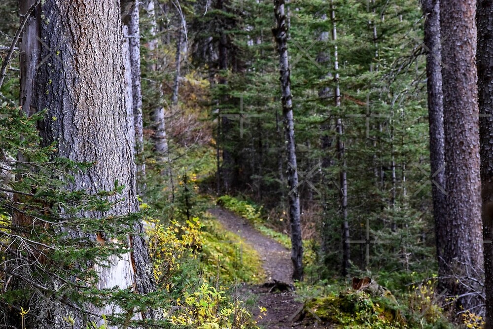 "Following the Trail." by CanadianWild418 | Redbubble