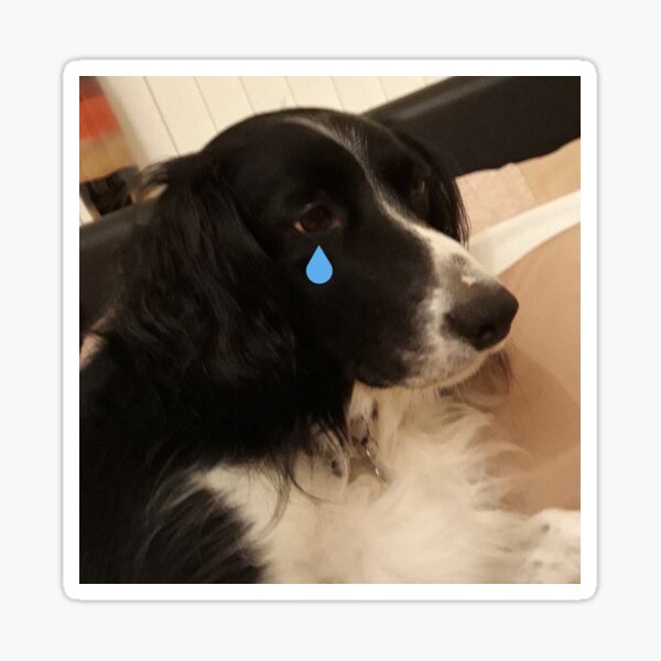 "Sad Dog Meme" Sticker for Sale by cosmicatcher | Redbubble