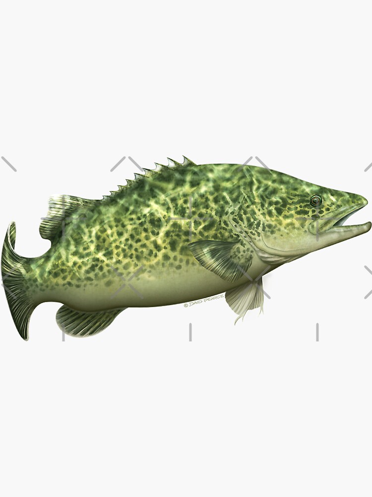"Murray Cod" Sticker for Sale by barradingo | Redbubble