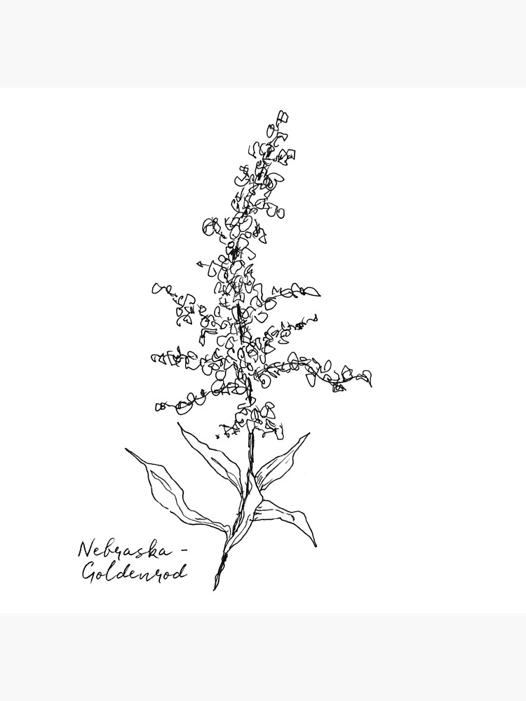 "Nebraska Goldenrod State Flower Illustration" Poster for Sale by ...