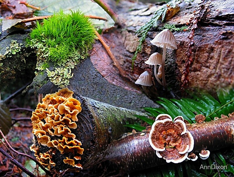 "Mixed Fungi" by AnnDixon | Redbubble