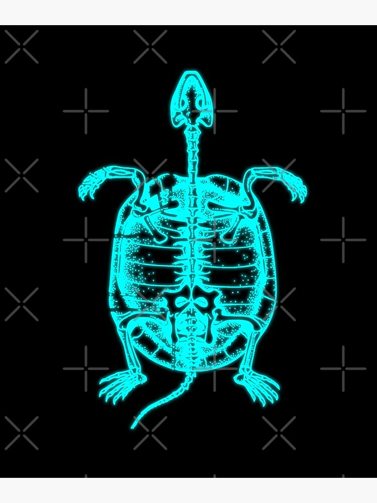 "X ray turtle amphibian design" Poster by -JBell- | Redbubble