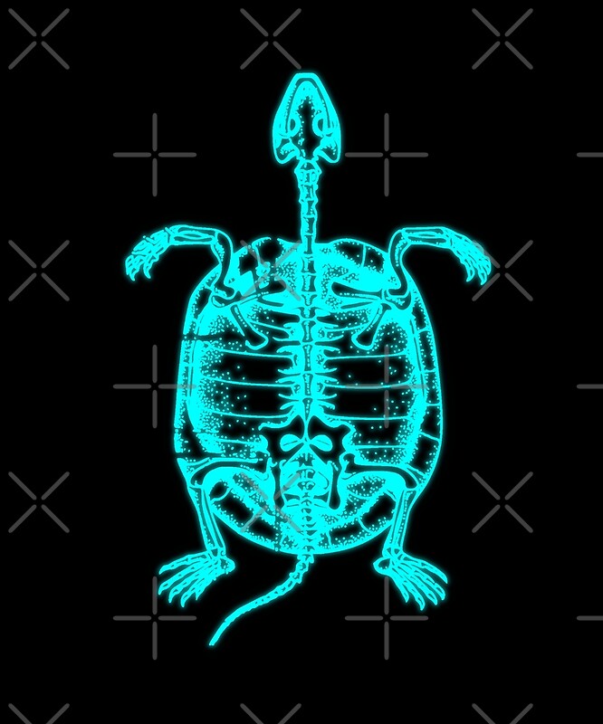 "X ray turtle amphibian design" by -JBell- | Redbubble