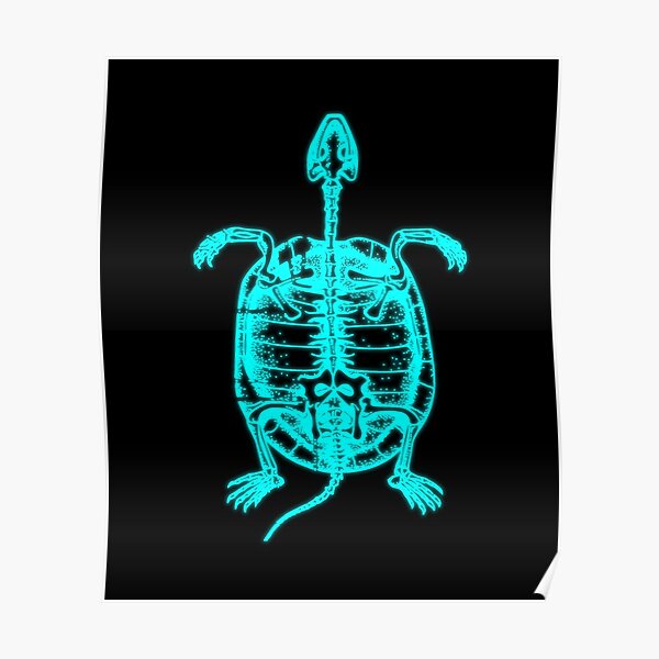 "X ray turtle amphibian design" Poster by -JBell- | Redbubble