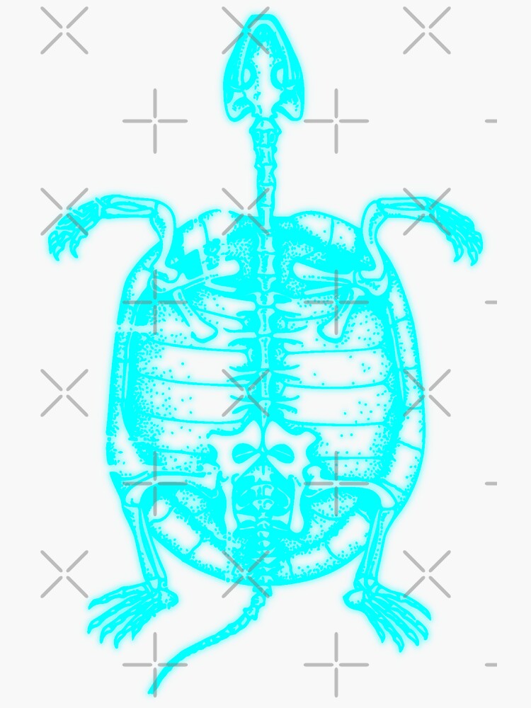 "X ray turtle amphibian design" Sticker by -JBell- | Redbubble
