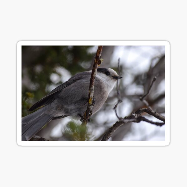 "Whiskey Jack." Sticker by CanadianWild418 | Redbubble