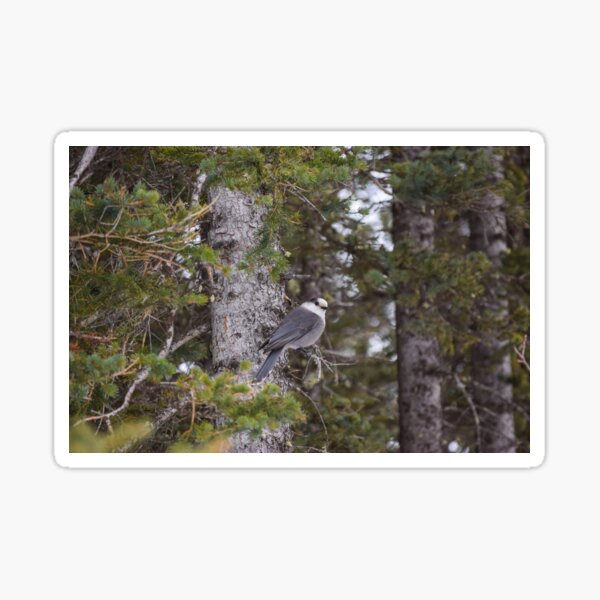 "Gray Jay." Sticker by CanadianWild418 | Redbubble