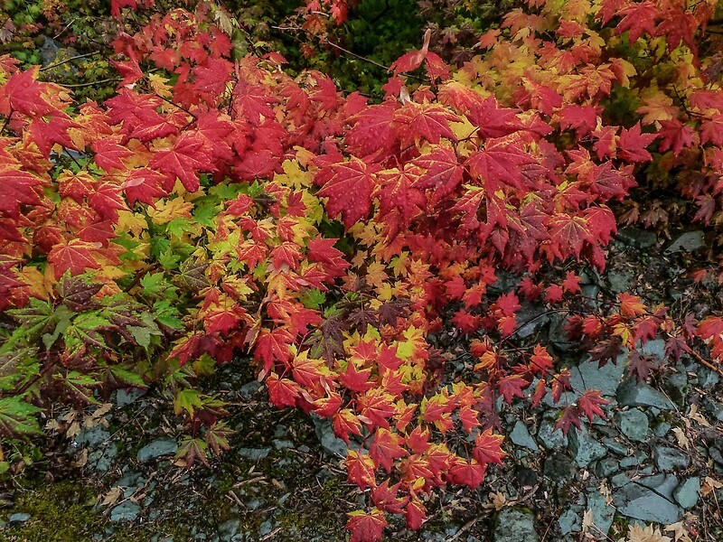 "The Many Colors of Fall Vine Maple" by Charles & Patricia Harkins ...