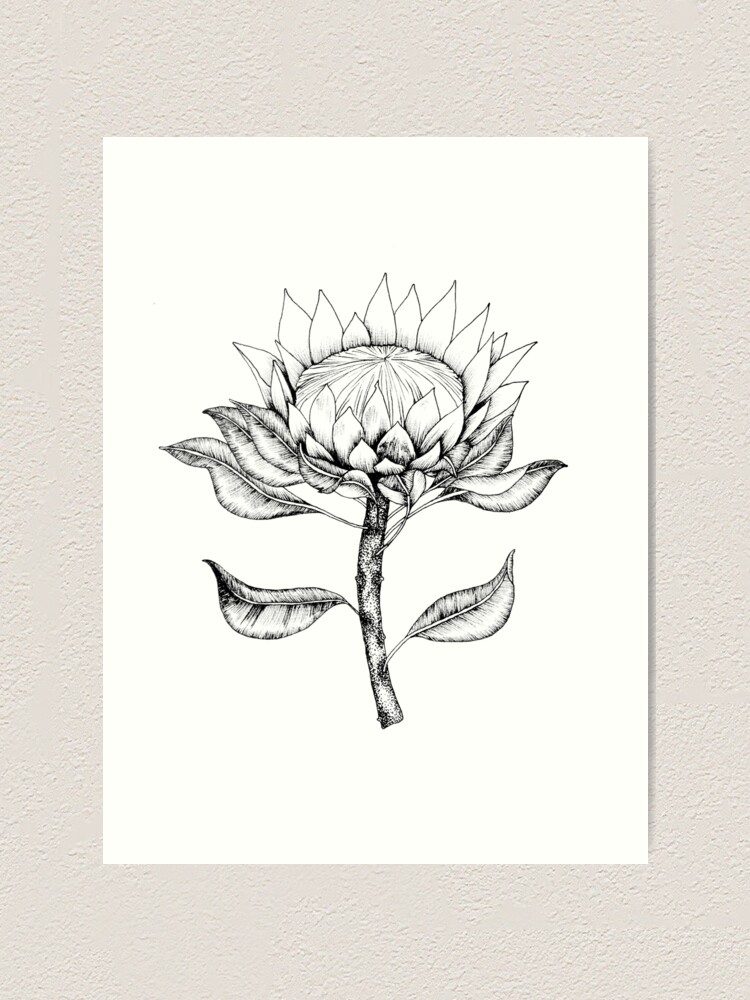 "Protea Line Drawing" Art Print for Sale by madirosedesigns | Redbubble