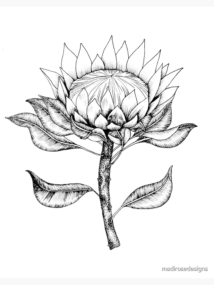 "Protea Line Drawing" Art Print for Sale by madirosedesigns | Redbubble