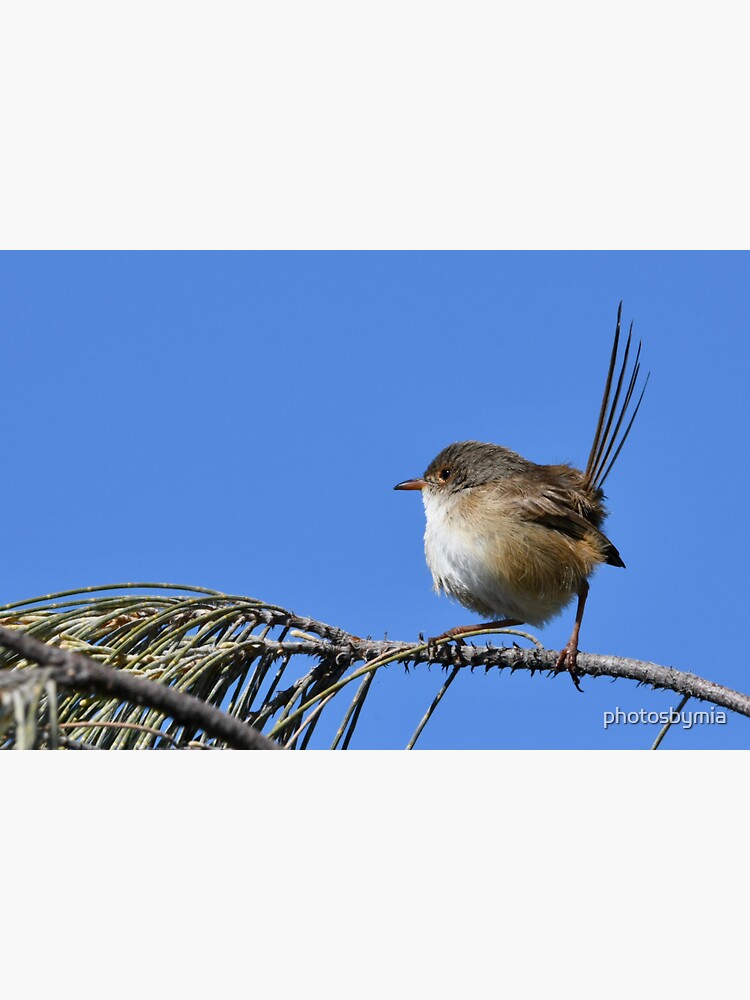 "Round Wren" Sticker by photosbymia | Redbubble