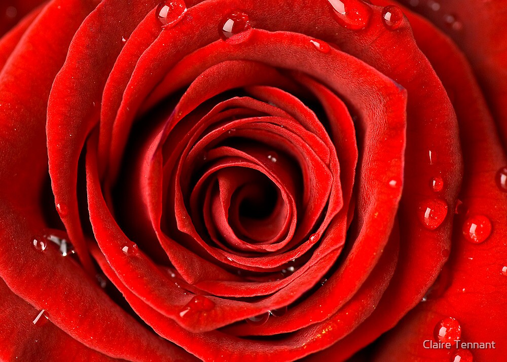 "Red Rose Up Close" by Claire Tennant | Redbubble