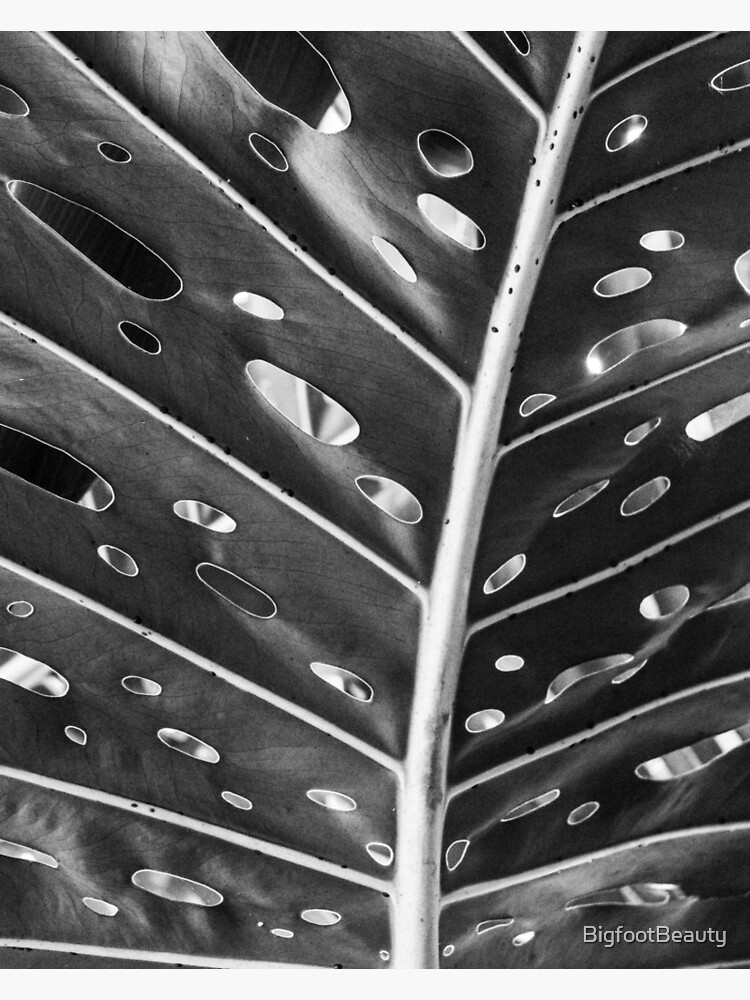 "Black and White Patterns in Nature Fine Art Photography" Poster for ...