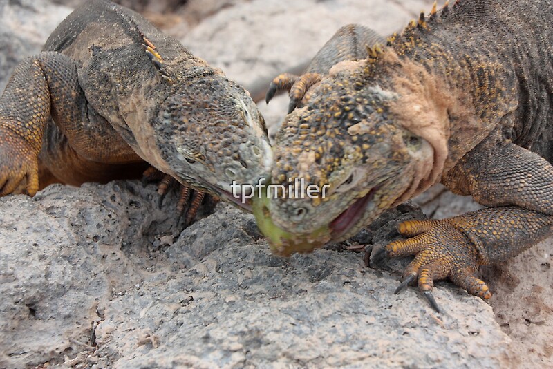 "Galapagos Islands: Land Iguanas Fighting Over Cactus Fruit" by ...