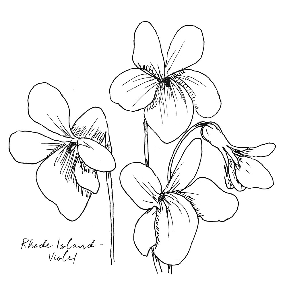"Violet Rhode Island State Flower Illustration" by JourneyHomeMade ...