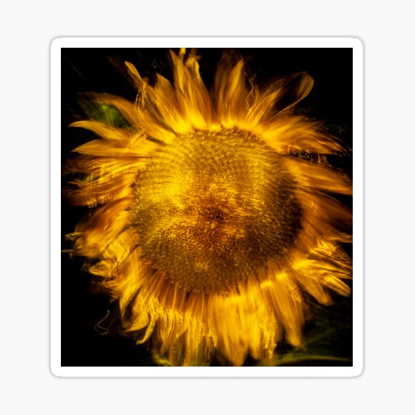 "Sunflower of Apollo by full moonlight" Sticker for Sale by Spiralite ...