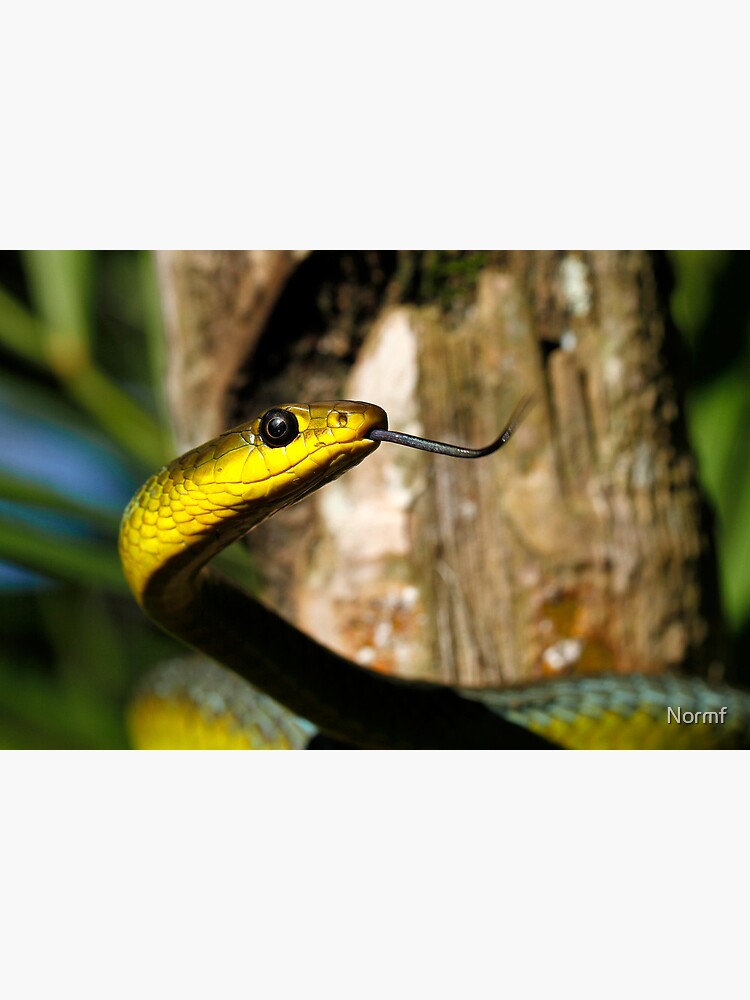 "Australian green tree snake - Dendrelaphis punctulata" Poster by Normf ...