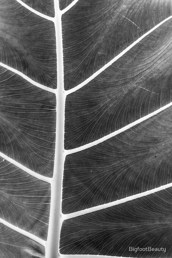 "Abstract Modern Patterns in Nature Black and White Series - Fine Art ...