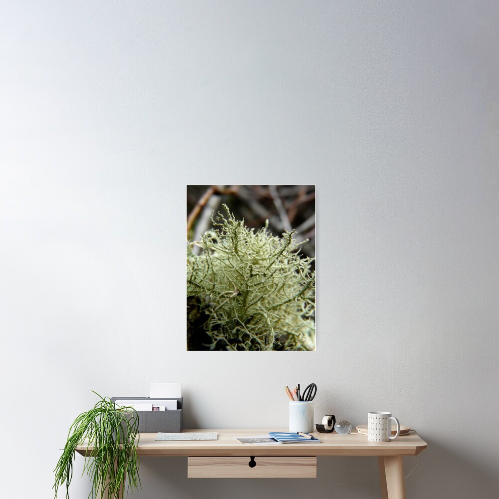 "lichen" Poster by tego53 | Redbubble