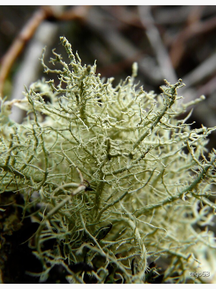"lichen" Poster by tego53 | Redbubble